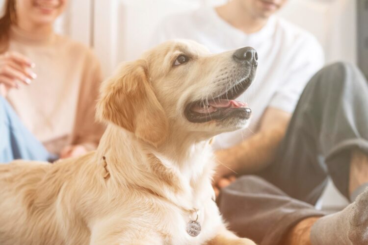 Conoce todo sobre el Programa PET que el Zapper tiene para tus mascotas ...